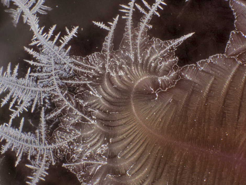 Stephanie Williams: Common MatterBig Car